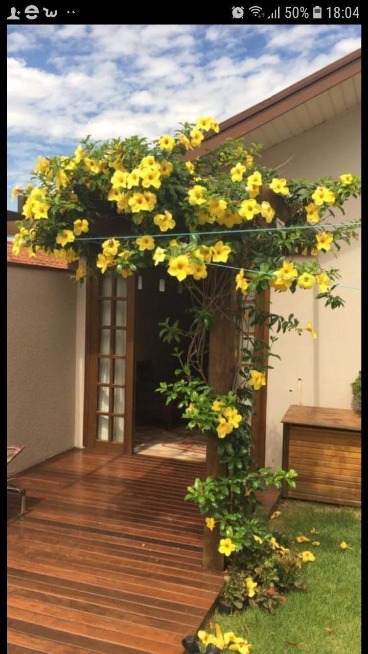 Unveiling the Timeless Beauty and Strength of Belian Wood/Timber ...